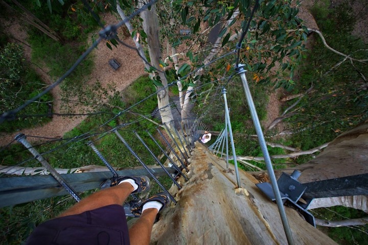 Climbing The World's Tallest Fire-Lookout Tree - Duncan.co