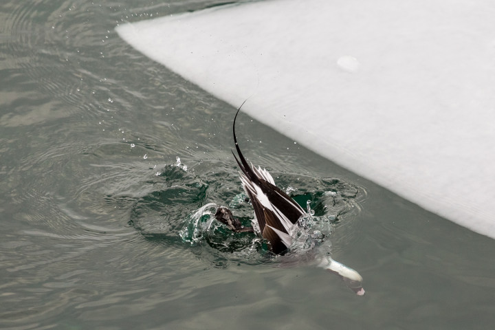 Long-tailed Duck Diving Underwater - Duncan.co