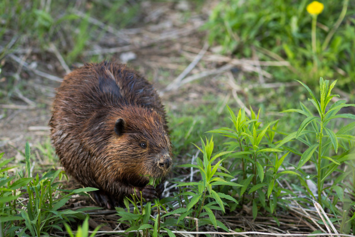 Downtown Beaver - Duncan.co