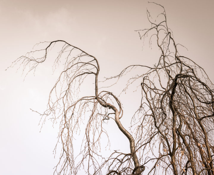 Bent Branches - Duncan.co