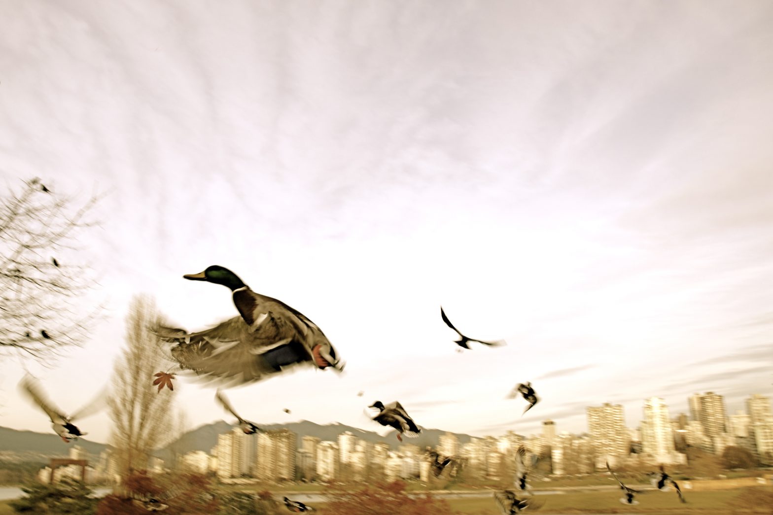 Ducks Flying In The Air / Duck Hunt - Duncan.co