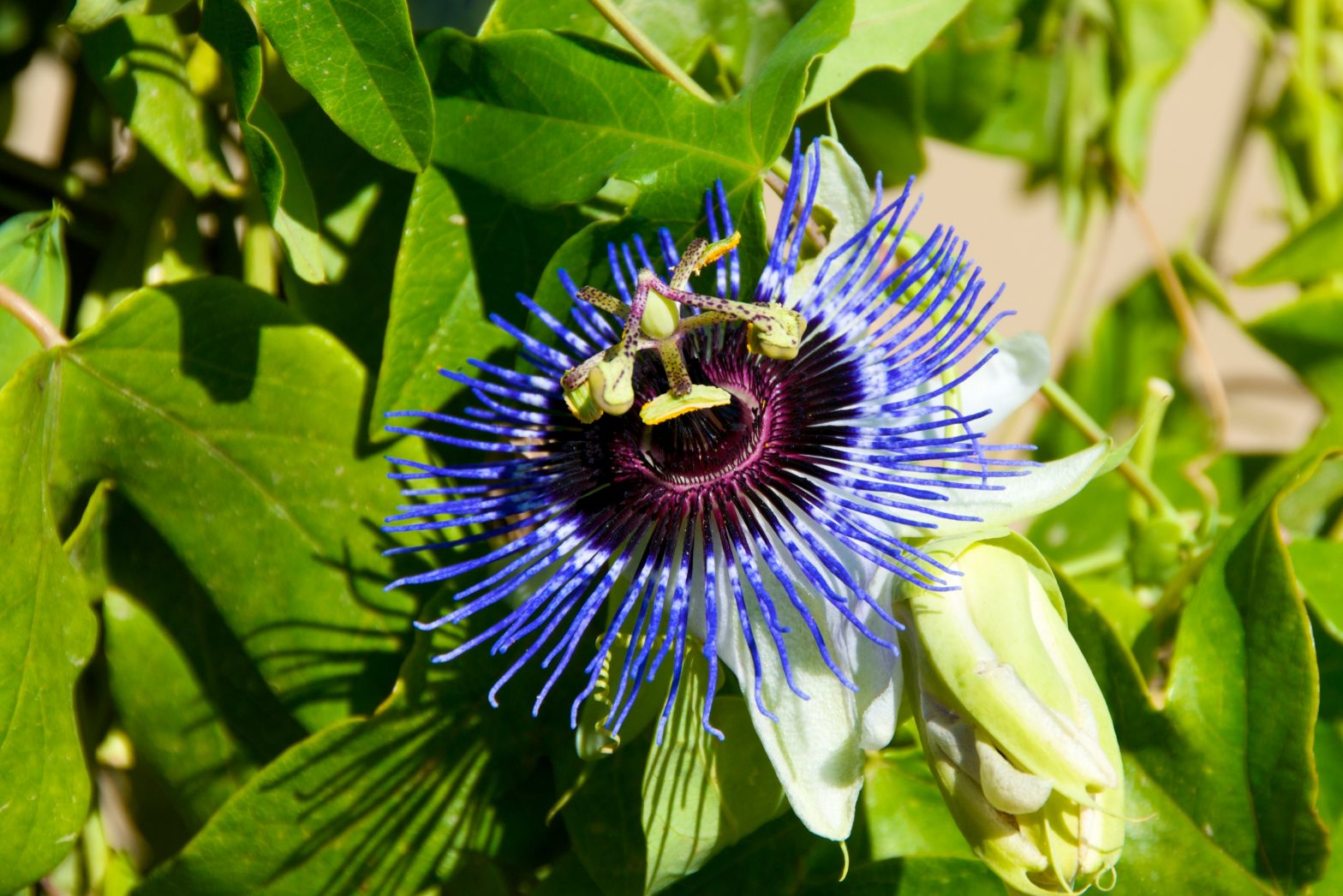 Interesting Flower - Duncan.co