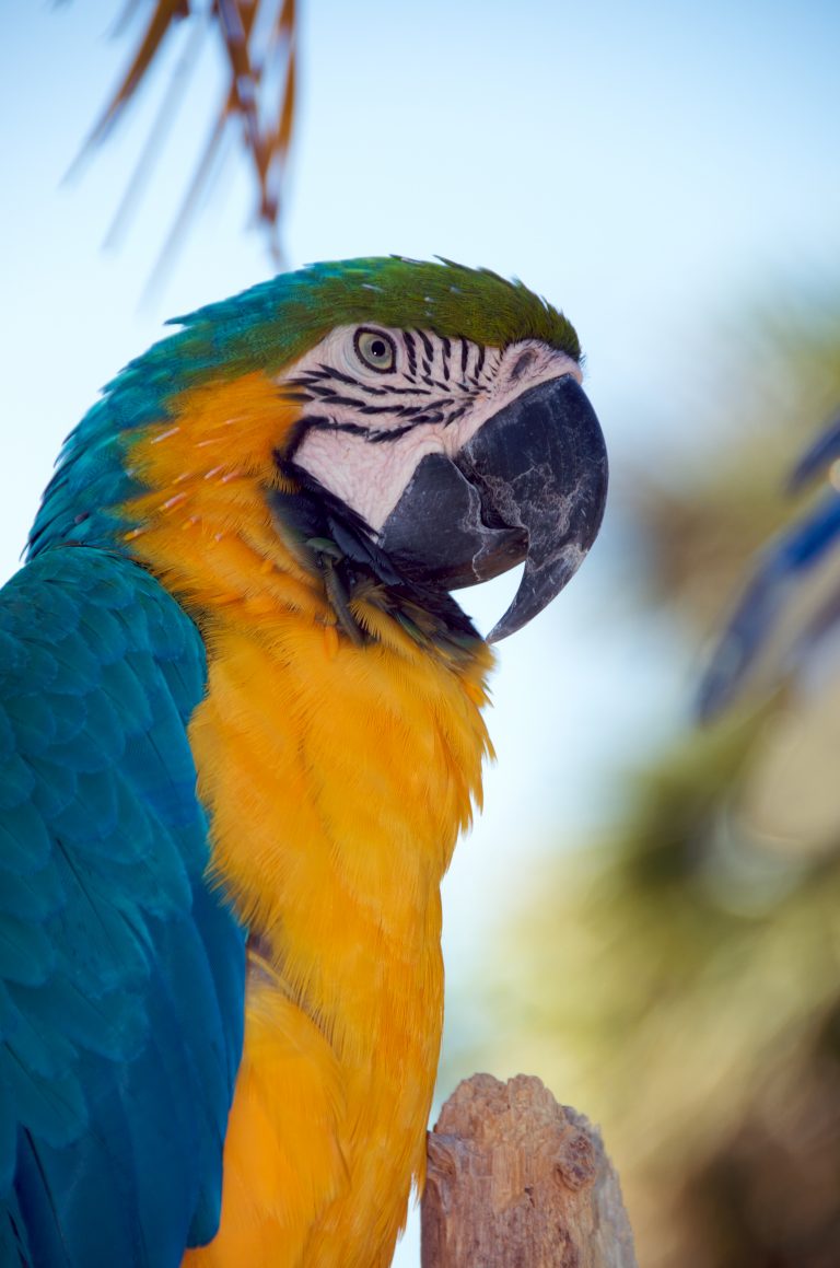 Macaw Parrot - Duncan.co