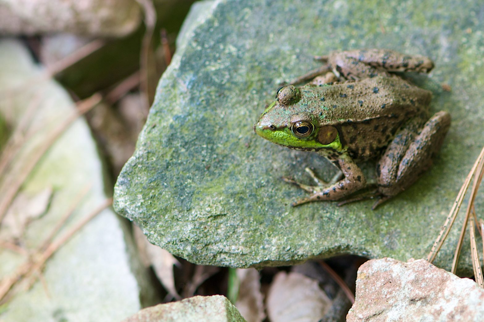 Snoop Froggy Frog - Duncan.co