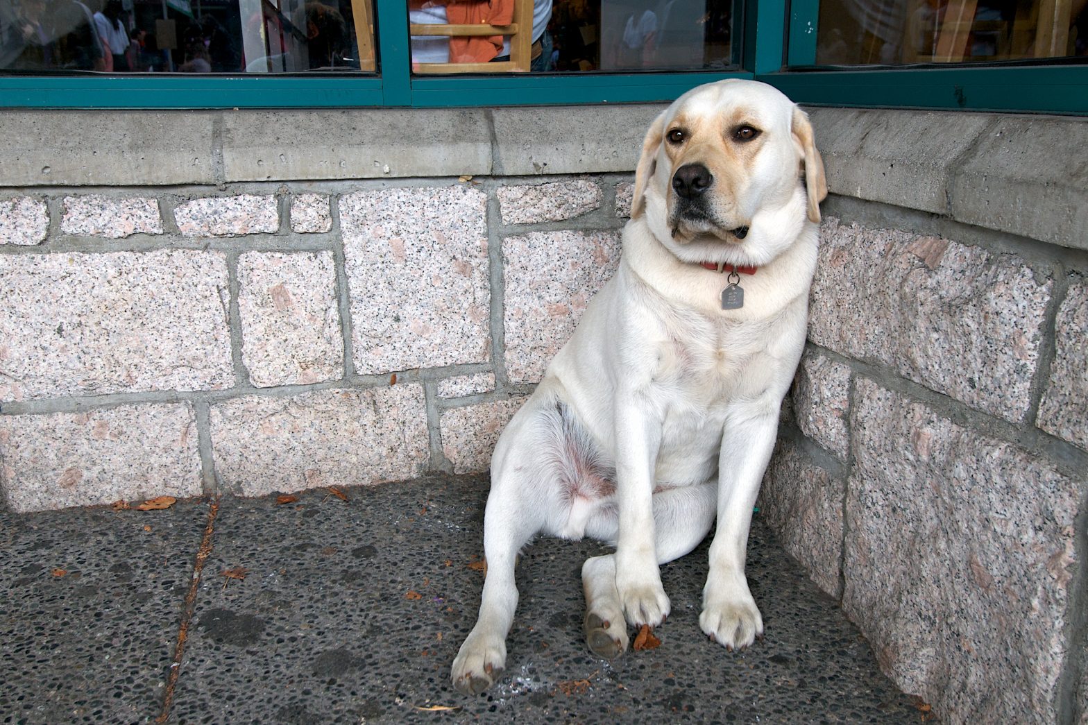 Chill Dog Chills - Duncan.co