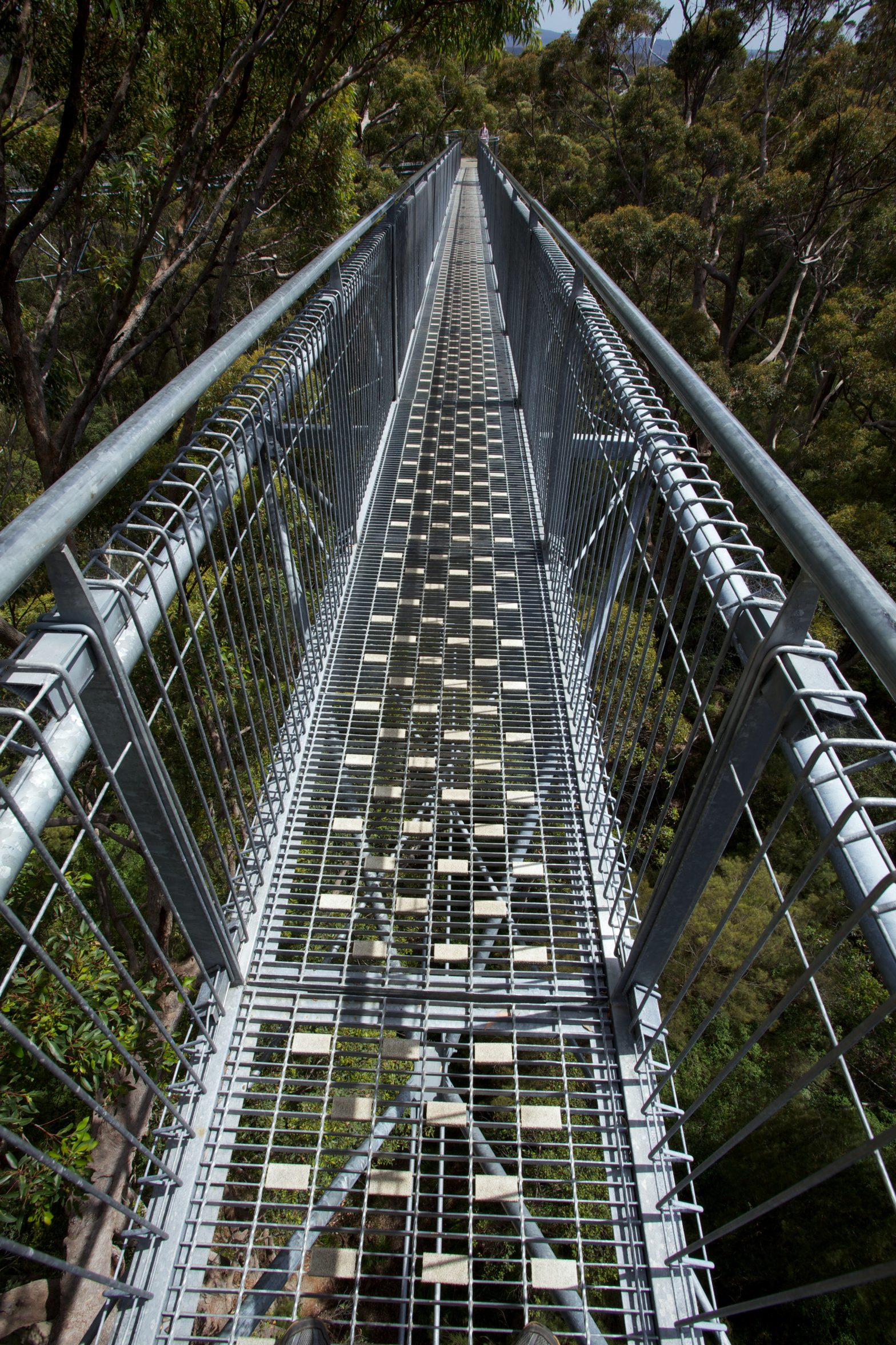 Treetop Walk Valley of the Giants, Denmark, Western Australia - Duncan.co
