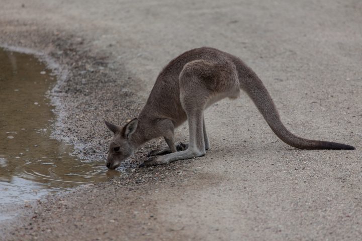 Kangaroo Drinking Water Crowdy Bay National Park - Duncan.co