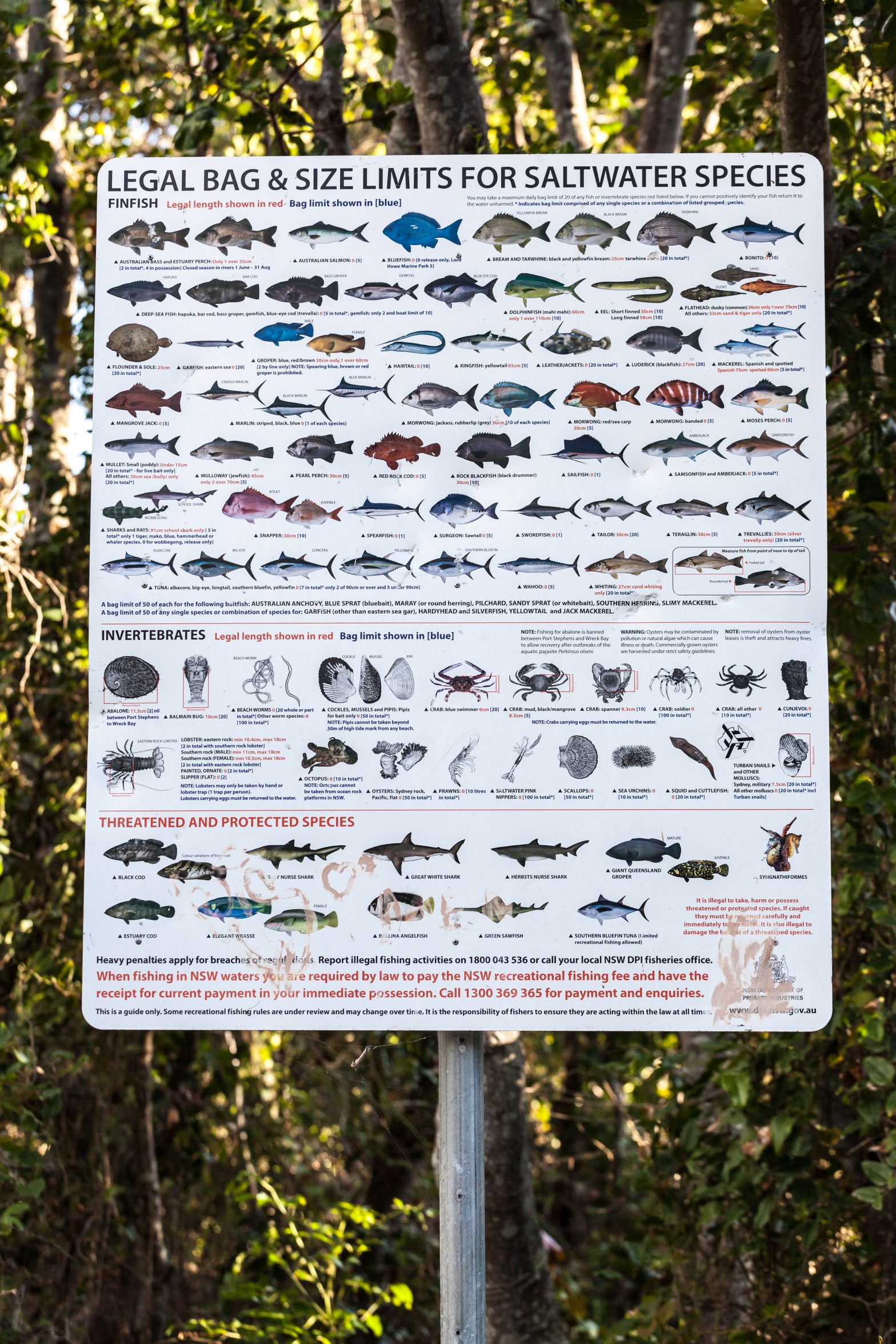 Legal Bag Size Limits For Saltwater Species Smoky Cape New South Legal Bag Size Limits For Saltwater Species Smoky Cape New South
