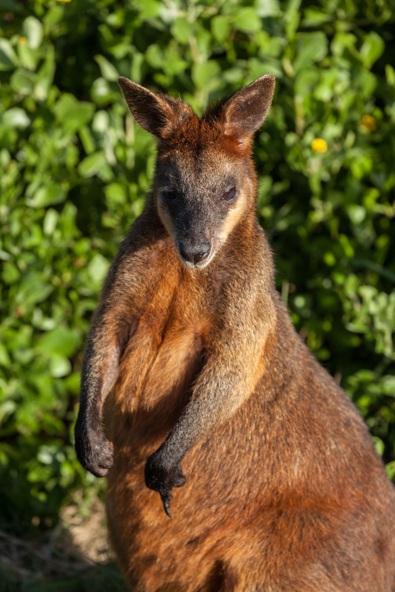 Wallaby - Duncan.co