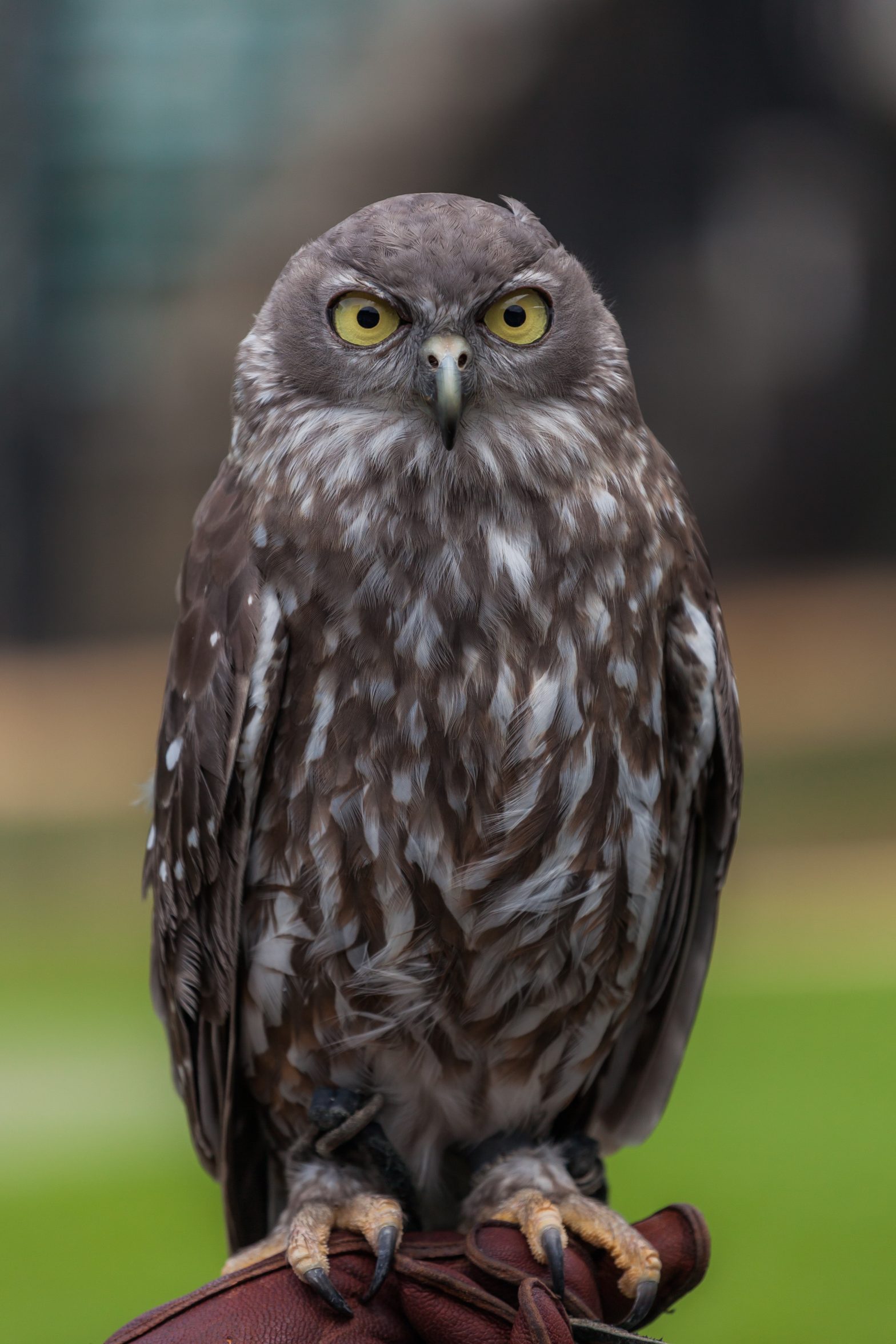 Barking Owl Australia Zoo - Duncan.co
