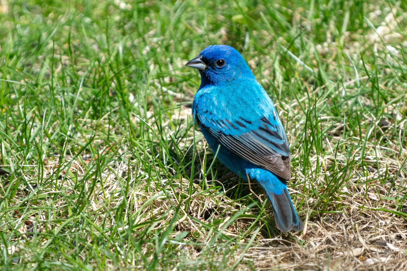 Blue Bird - Duncan.co