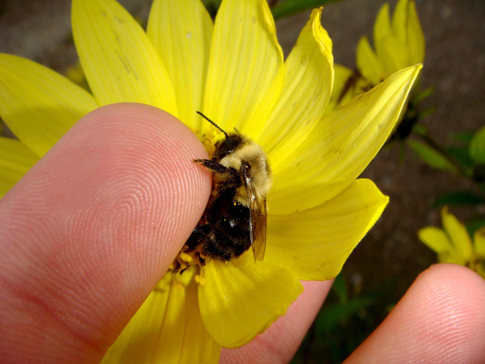 Finger and Bee - Duncan.co
