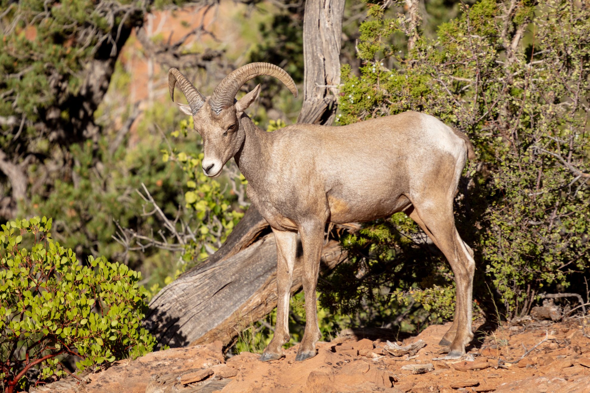 Bighorn Sheep at Zion National Park - Duncan.co