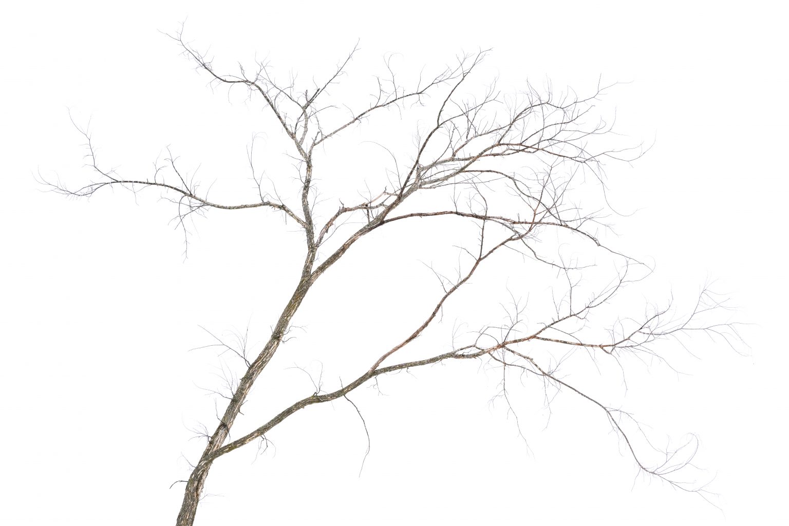 Small Tree Branches - Duncan.co