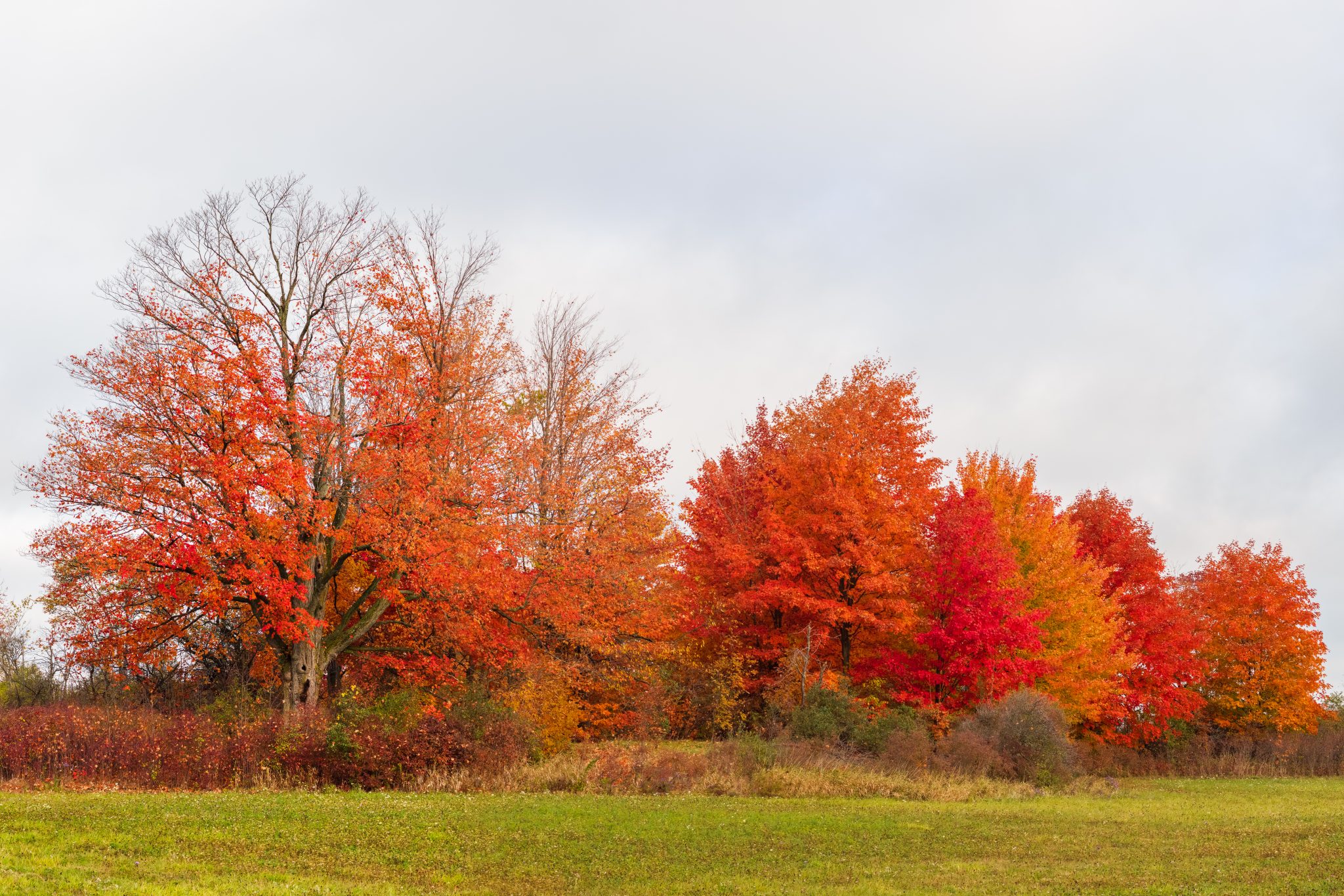 Fall Color and Grasses Archives - Duncan.co