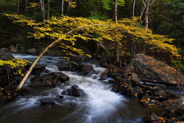 Curved Birch and Stream - Duncan.co