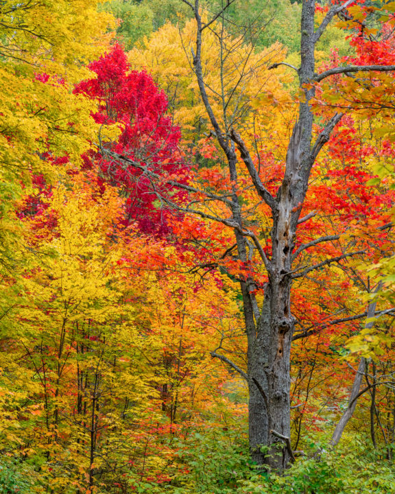 Layers of Fall Color in the Forest - Duncan.co