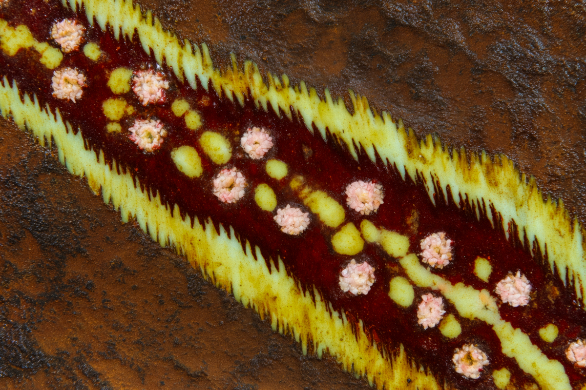 Spiked Vein with Floral Pulses - Duncan.co
